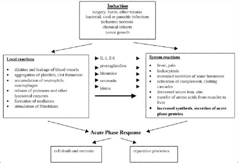 4 Diagram Illustrating Phenomena That Induce An Acute Phase Response Download Scientific