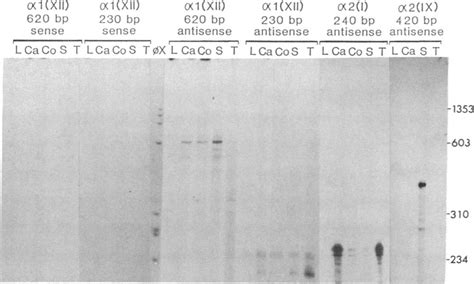 Upper Schematic Diagrams Of Sense And Antisense Crna Probes Used For Download Scientific