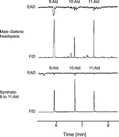 Gas Chromatography Electroantennogram Detection Gc Ead Responses Of Download Scientific