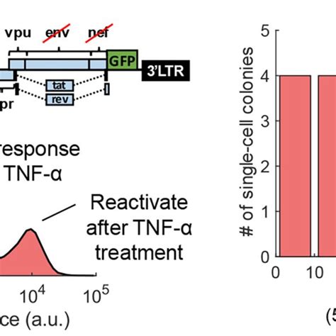 figure e transient cell state regulates hiv reactivation from latency download scientific