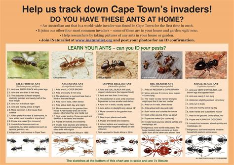 30 Free Printable Ant Identification Charts Pdf