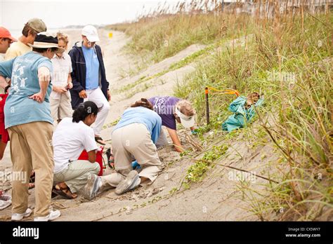 Members Of The Turtle Team Assist Freshly Hatched Loggerhead Sea Turtle