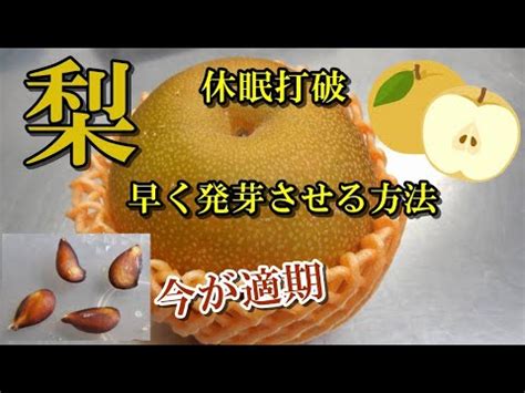 梨の種休眠打破今が適期早く発芽させる方法食べたナシを種から育てる3ヶ月間冷蔵庫で休眠打破 YouTube