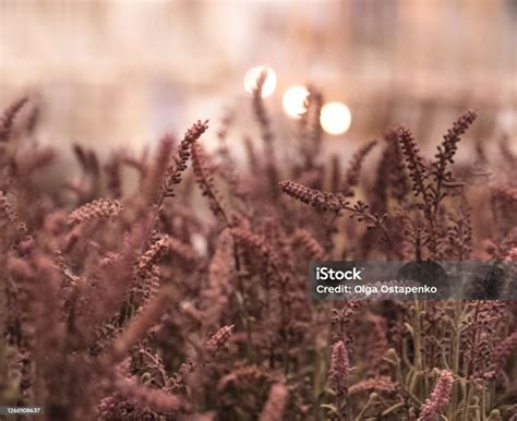 일출 전 이른 아침에 클라리 현자의 필드 야생화 플로럴 배경 역광에 대한 스톡 사진 및 기타 이미지 역광 야생 식물 0명 Istock