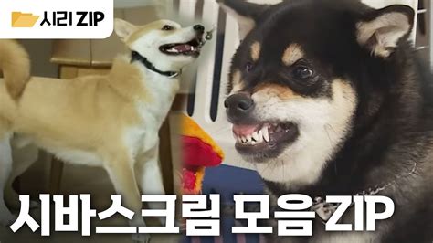 개는훌륭하다 시바견들의 시바 스크림 효과는 굉장했다 시바견 모음집 특zipㅣkbs 방송 Youtube