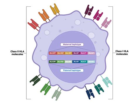 Hla Molecules