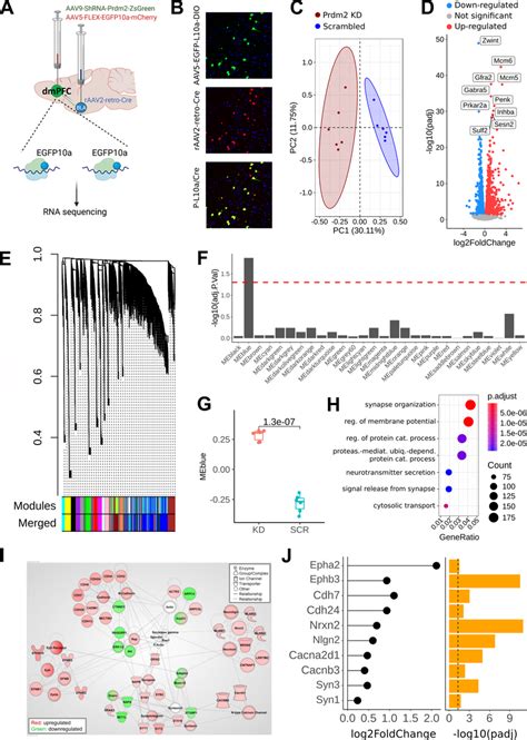 Prdm2 Knock Down Kd In Dmpfc Bla Neurons Regulates Genes Involved In