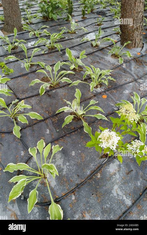 Automated Garden Drip Irrigation System Stock Photo Alamy