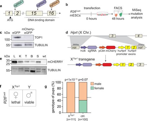 Crispr Cas9 Effectors Facilitate Generation Of Single Sex Litters And