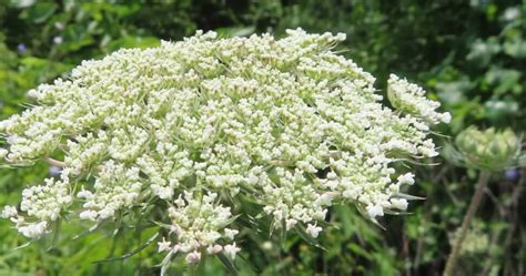 6 Plants That Look Like Queen Annes Lace ProGardenTips