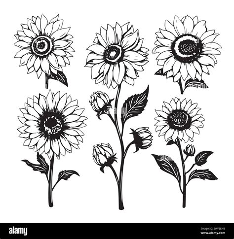 Sunflower Black And White Clip Art Sunflowers Vector Clip Art Black