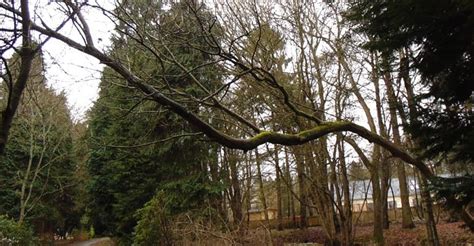 How Do You Know If A Tree Is Dangerous TTS Tree Surgery