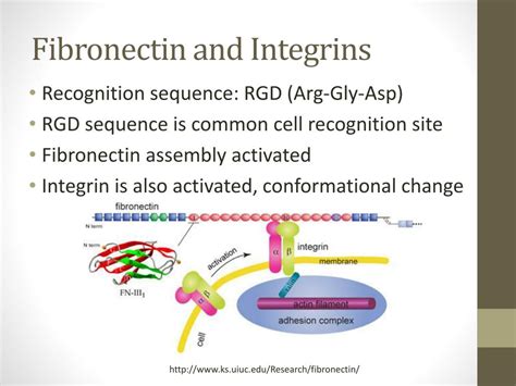 Ppt Fibronectin Powerpoint Presentation Free Download Id 2202397