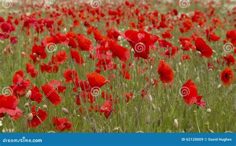 Phrase Von Mohnblumen Auf Einem Gebiet Von Roten Mohnblumen Stockbild