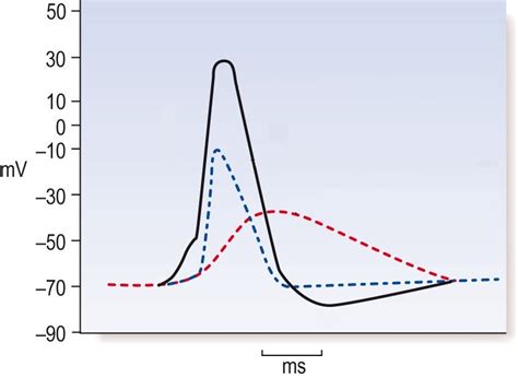 Diagram Of Action Potentials Quizlet