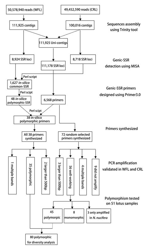 Flow Chart Of Genic Ssr Development And Diversity Analysis From Wfl