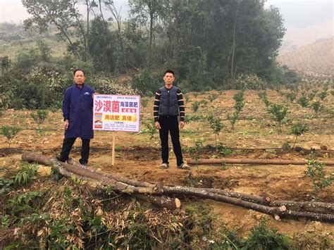 土壤管理不透气果树就这样被憋死了