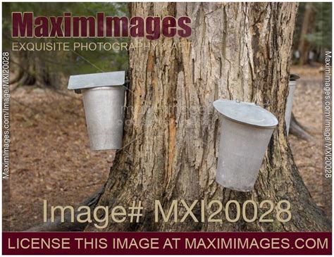 Photo Of Collecting Sugar Maple Sap Stock Image Mxi20028