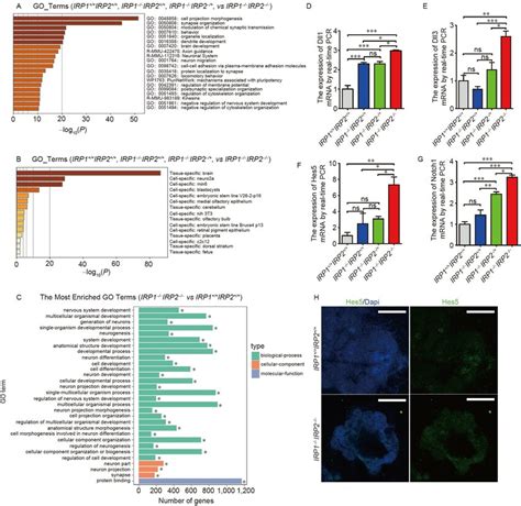 Rna Seq And Qrt Pcr Analysis For Different Irp1 And Irp2 Knockout Ebs