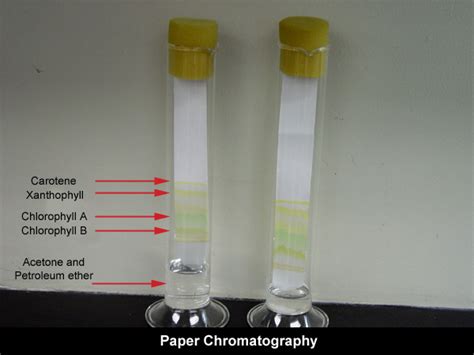 Leaf Chromatography Lab Biological Science Picture Directory