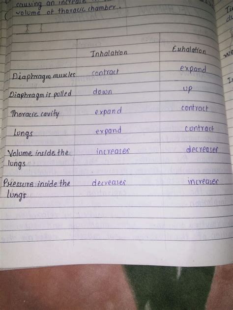 Difference Between Inhalation And Exhalation Science Boards Inhaler