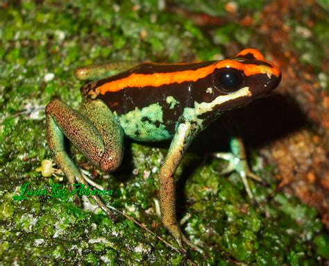 Самые ядовитые лягушки в мире ТОП 13 опасных лягушек
