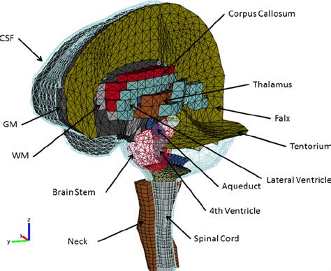 Finite Element Mesh Including The Meninges Brain CSF Aqueduct Download Scientific Diagram