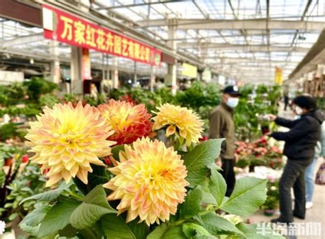 青島李村大集花卉市場 邾游天下 udn部落格