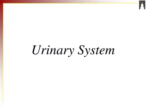 PPT Urinary System PowerPoint Presentation Free Download ID