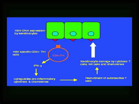 Vb Lesionsmucocutaneous Lesions Of Oral Cavityppt
