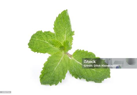 흰색 배경에 고립 된 신선한 스피어 민트 잎의 클로즈업 스피어민트 또는 페퍼민트는 아이스크림 캔디 과일을 맛보려면 껌과 치약을 먹는 알코올 음료를 보존하는 허브입니다 가을