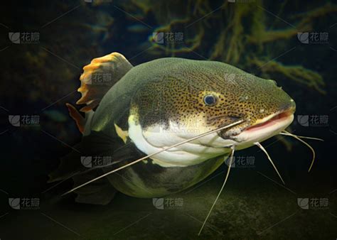 亚马逊河 鲶鱼 河流 水下 奥里诺科河 南美 热带鱼 水槽 红尾蟒蛇