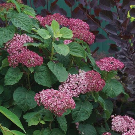 Hydrangea Invincibelle Mini Mauvette® Smooth Hydrangea Jackson And Perkins