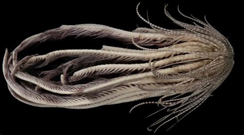 Descubren Nueva Especie Marina Cerca De La Antártica Que Tiene 20 Brazos Pero Parece Una