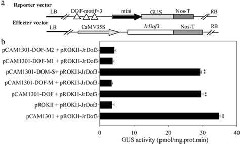 Transient Co Expression Analysis Of The Interactions Obtaining From The Download Scientific