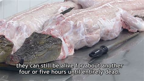 ¿está Feliz Con Sus Carteras Y Zapatos De Lujo Así Es Como Torturan Y