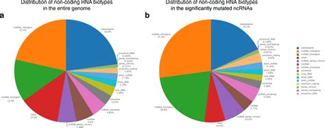 The Distribution Of Non Coding RNA Biotypes A For The Entire Genome B Download Scientific