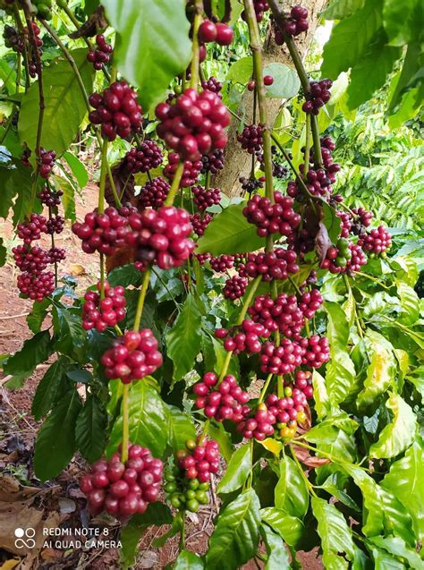 The Coffee Hills