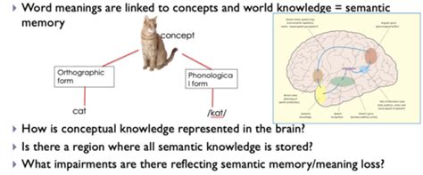 lec 3 language semantics flashcards quizlet