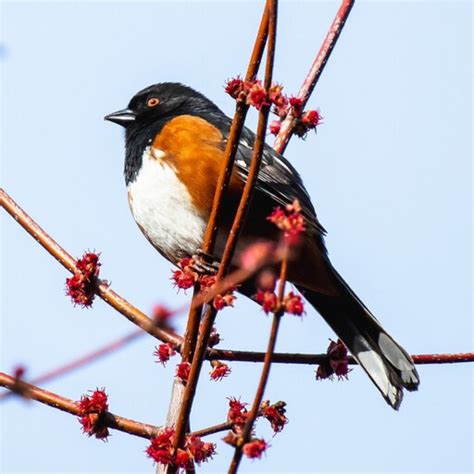 Xiaoyu Zhao Shanghai University Shanghai Shu Department Of