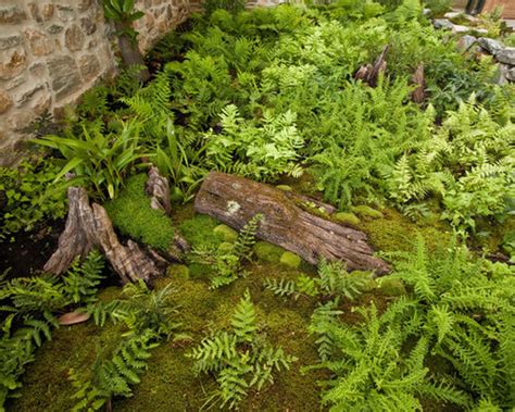 Fern Garden Home Design Ideas Pictures Remodel And Decor
