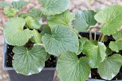 How To Grow Wasabi