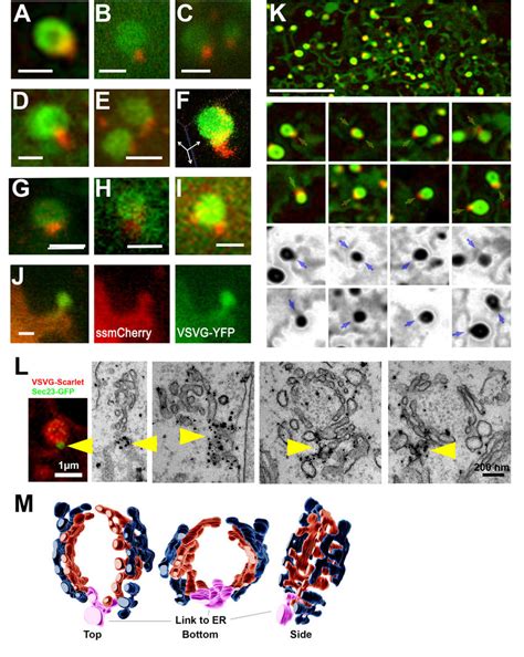 Localization Of Copii To The Er Eres Boundary In Bfa Noc Treated Cells Download Scientific