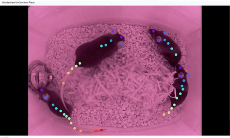 Tracking Malfunctioning With Deeplabcut Even Tough Estimation Works