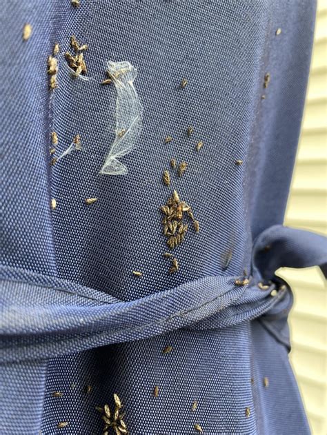 Tiny Gnat Like Bugs Always Here Around Fall Rwhatsthisbug