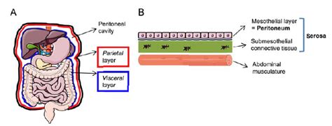 Visceral Peritoneum Function