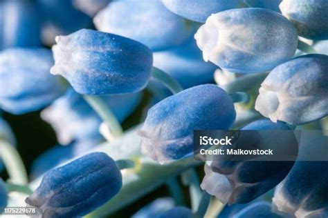 싹을 닫습니다 나무 테이블에 유리 꽃병에 푸른 무스카리 꽃의 꽃다발 봄 구근 꽃입니다 플라워 숍 컨셉 0명에 대한 스톡 사진 및 기타 이미지 Istock