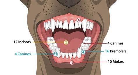How Many Teeth Do Dogs Have Complete Guide Care Tips Petfel