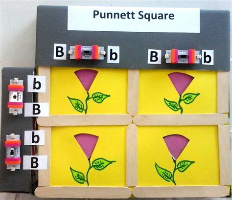Punnett Square Biology