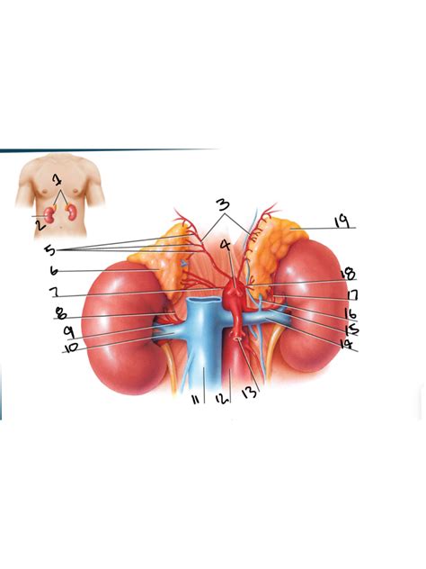Endocrine Diagram Quizlet Endocrine Diagram Quizlet